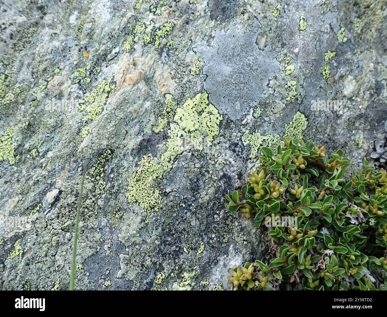 yellow map lichen (Rhizocarpon geographicum) Fungi Stock Photo - Alamy