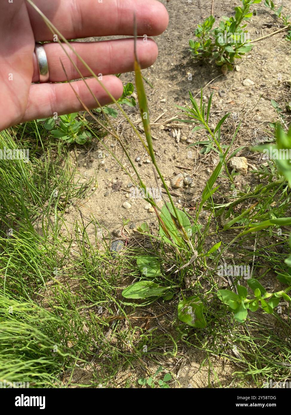 Japanese brome (Bromus japonicus) Plantae Stock Photo - Alamy