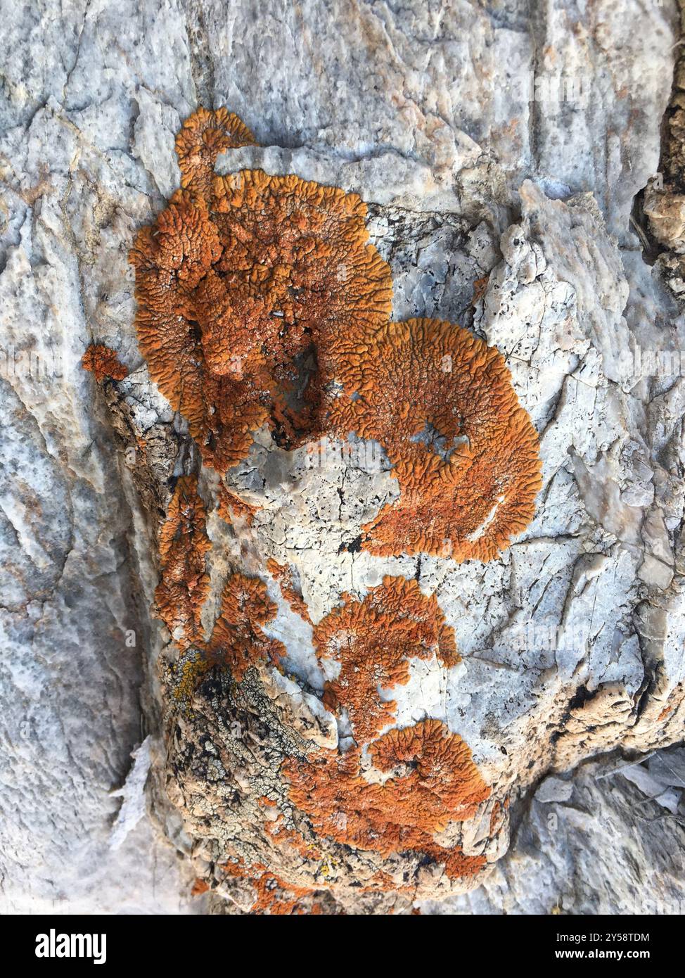 Desert Firedot Lichen (Xanthomendoza trachyphylla) Fungi Stock Photo ...