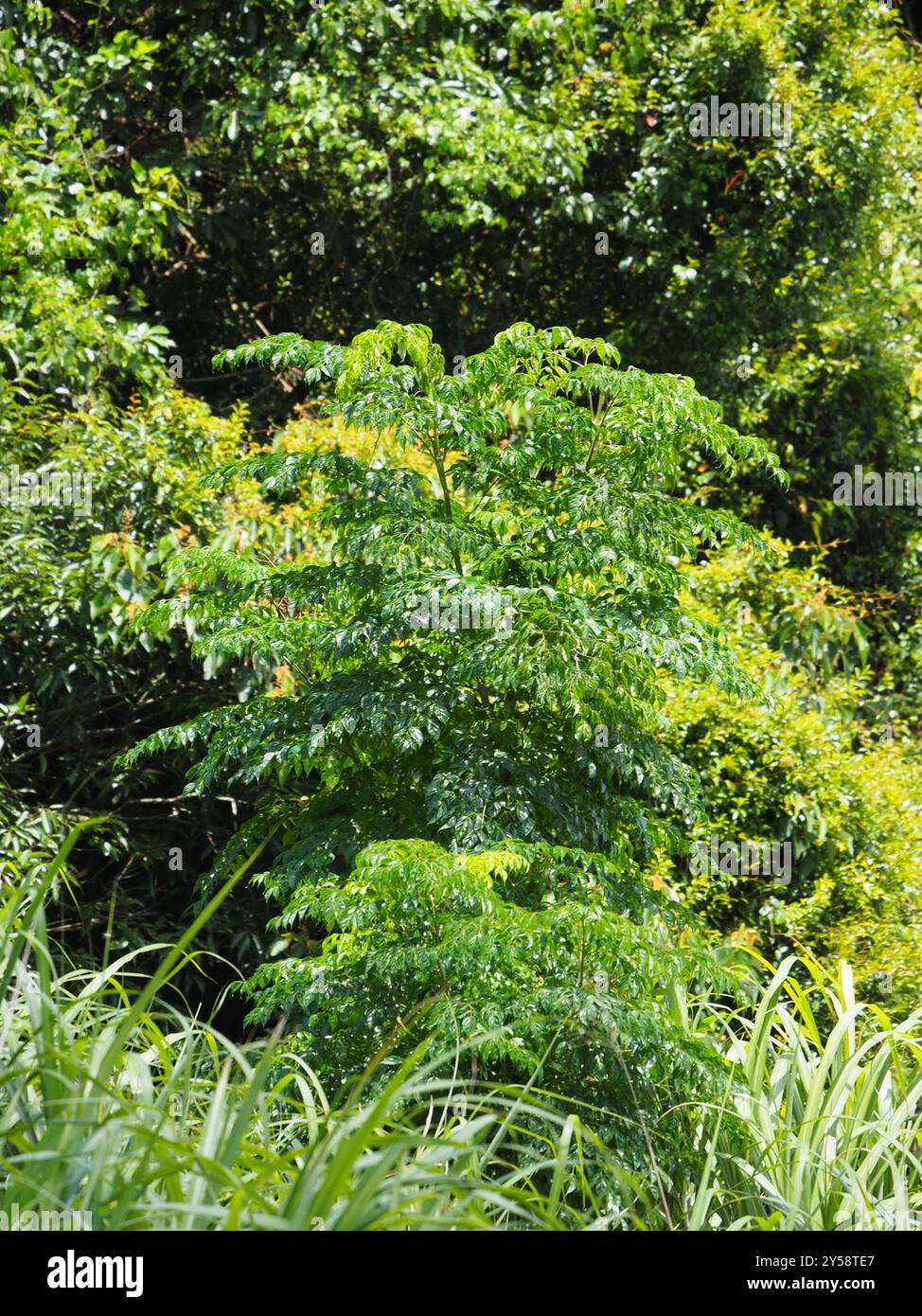 Emerald Tree (Radermachera sinica) Plantae Stock Photo - Alamy
