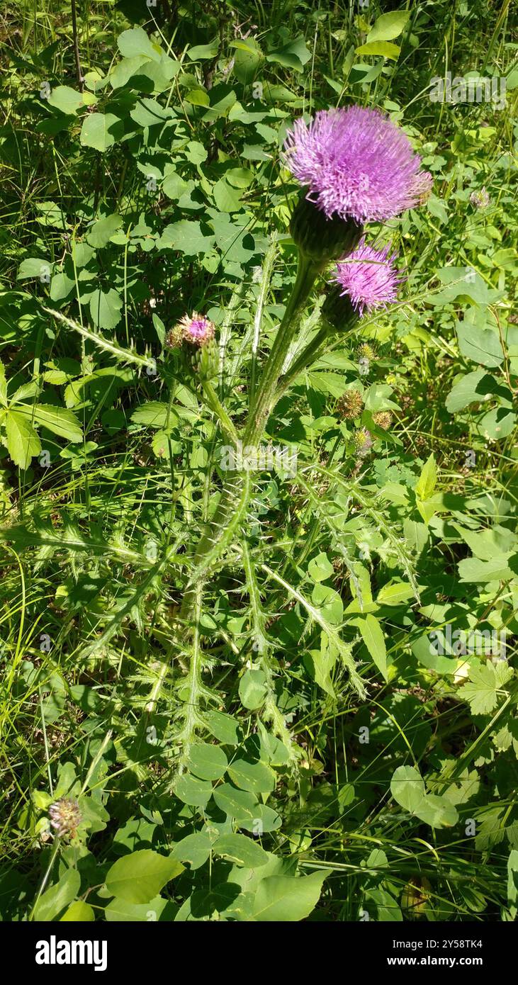 dwarf thistle (Cirsium drummondii) Plantae Stock Photo - Alamy