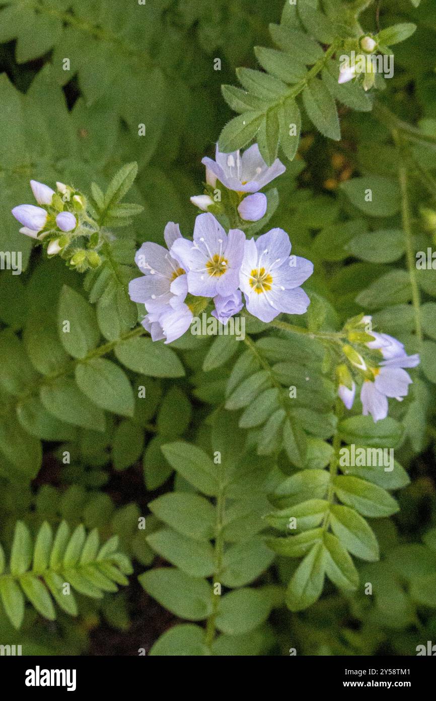 Pretty Jacob's-ladder (Polemonium pulcherrimum) Plantae Stock Photo - Alamy
