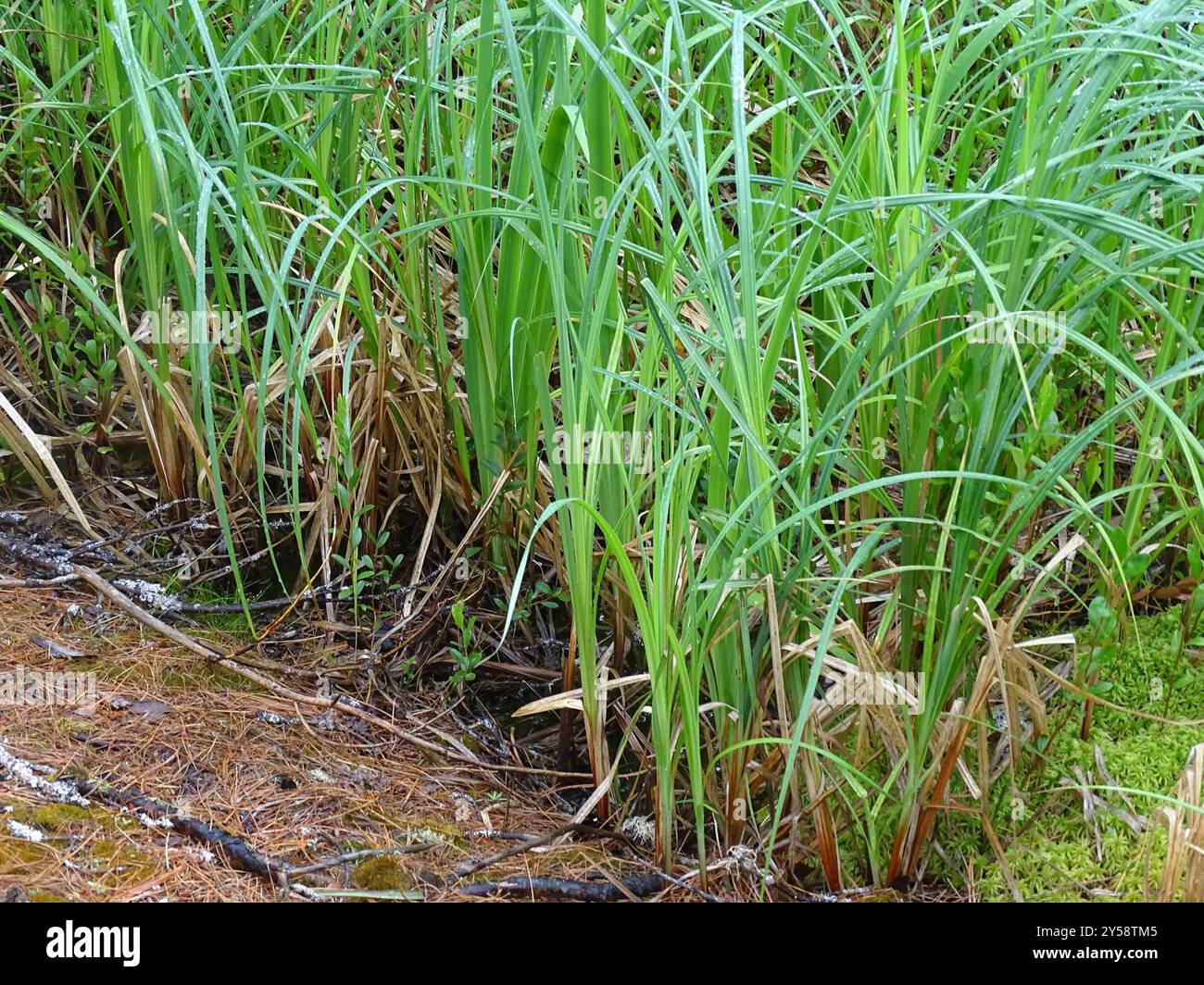 lake sedge (Carex lacustris) Plantae Stock Photo - Alamy