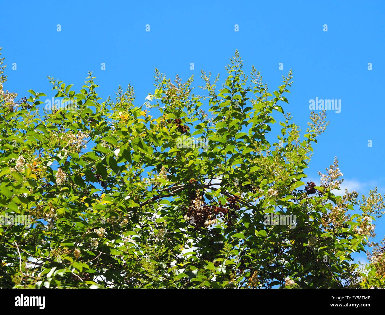Subcostate Crape Myrtle (Lagerstroemia subcostata) Plantae Stock Photo ...