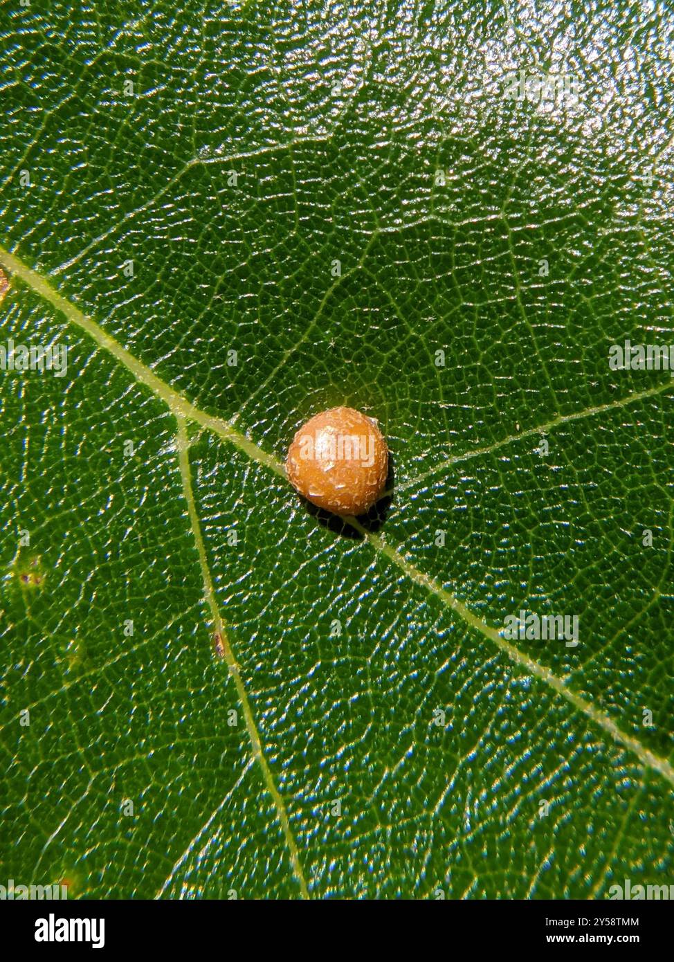 Oak Leaf Gall Midge (Polystepha pilulae) Insecta Stock Photo - Alamy