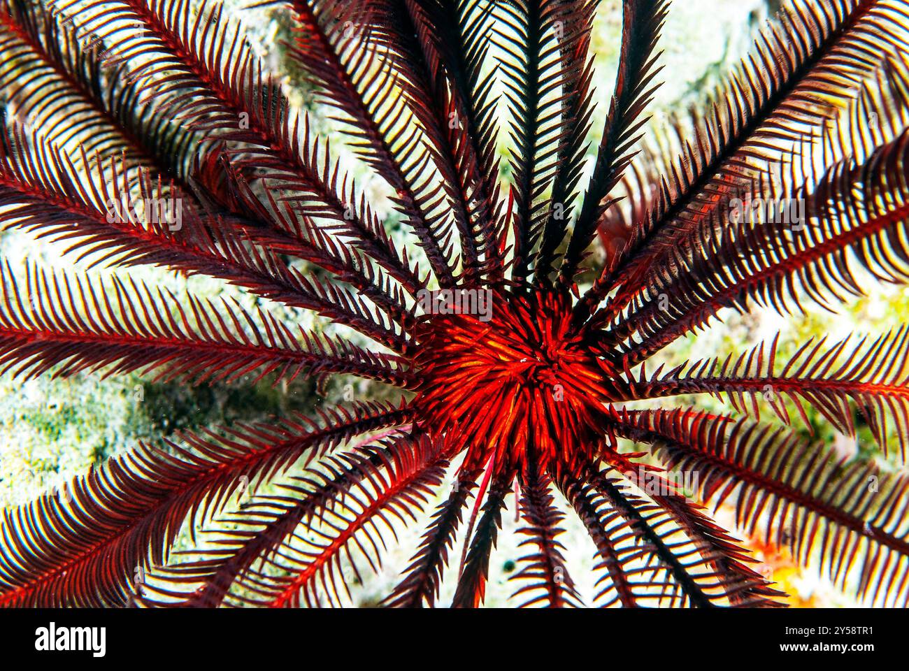 Red crinoid hi-res stock photography and images - Alamy