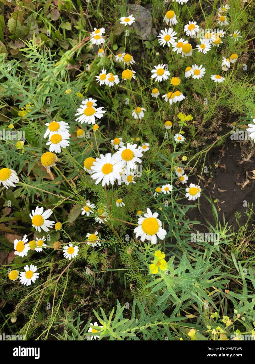 scentless mayweed (Tripleurospermum inodorum) Plantae Stock Photo - Alamy