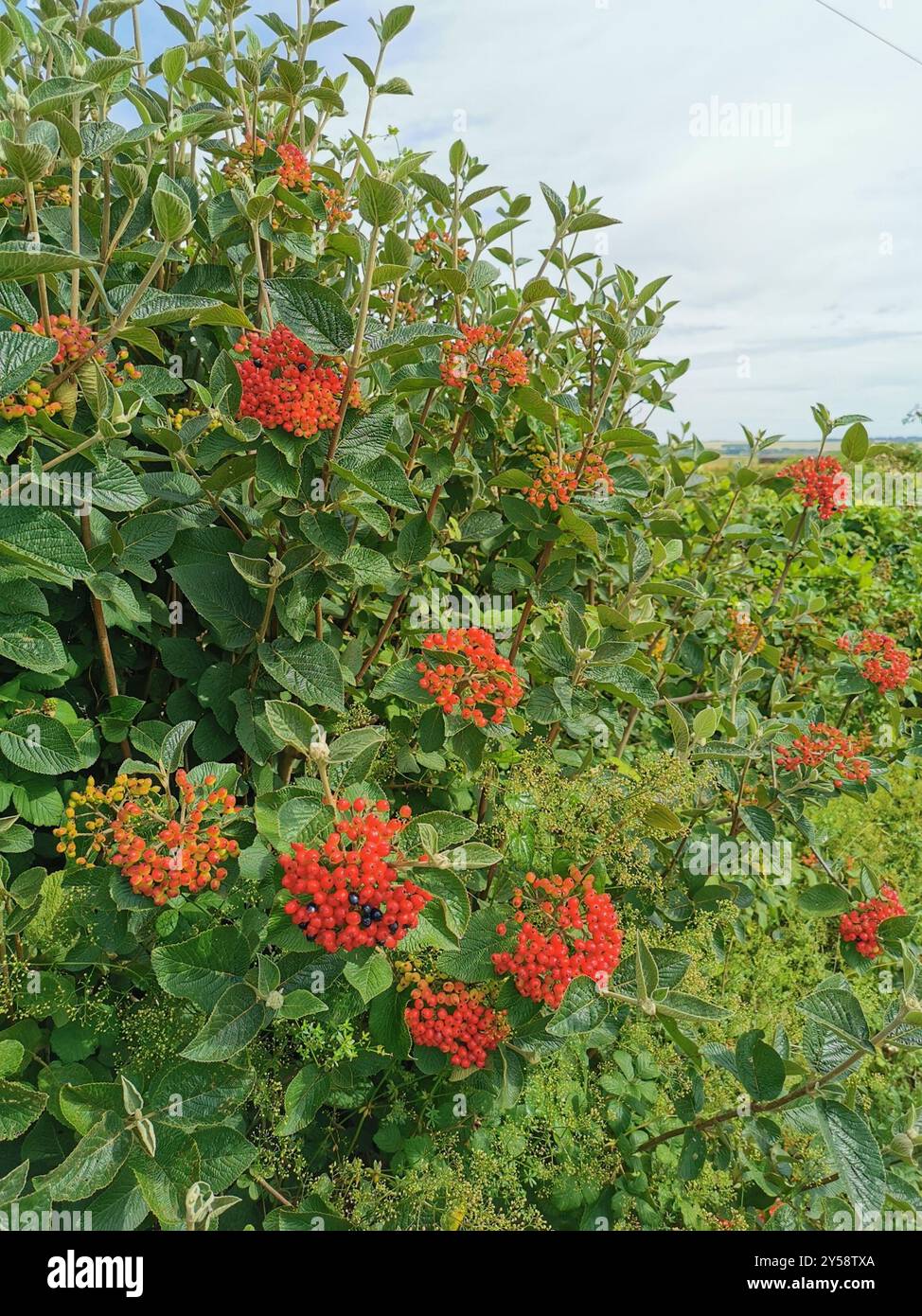 Wayfaring-tree (Viburnum lantana) Plantae Stock Photo - Alamy