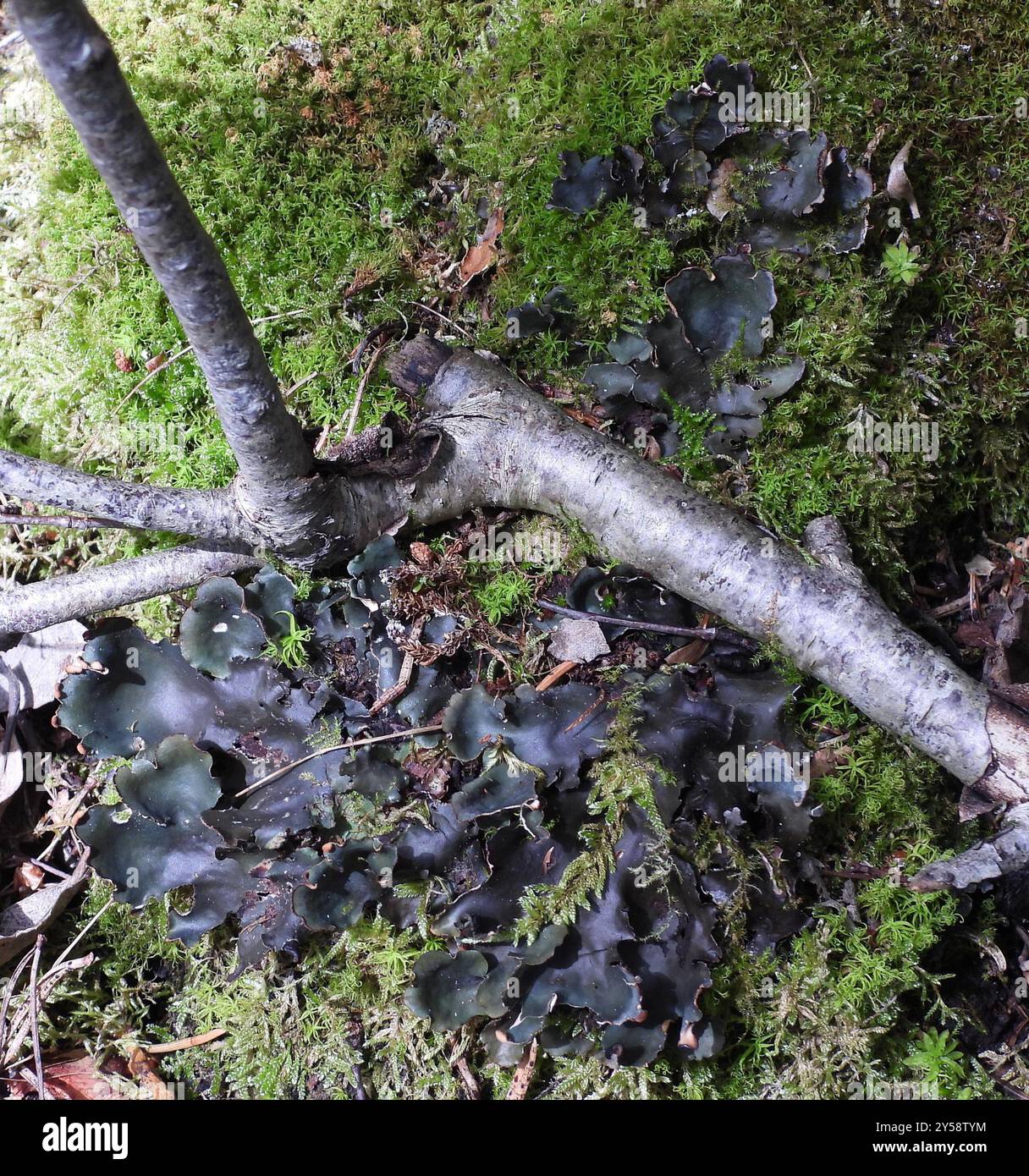 Blacksaddle pelt lichen (Peltigera neckeri) Fungi Stock Photo - Alamy