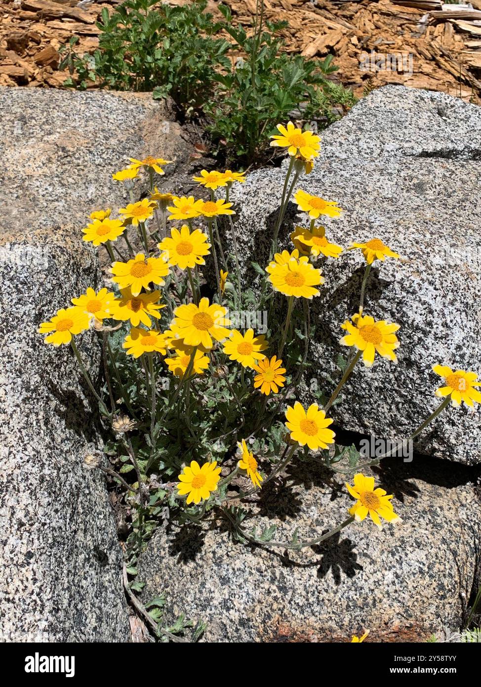 common woolly sunflower (Eriophyllum lanatum) Plantae Stock Photo - Alamy
