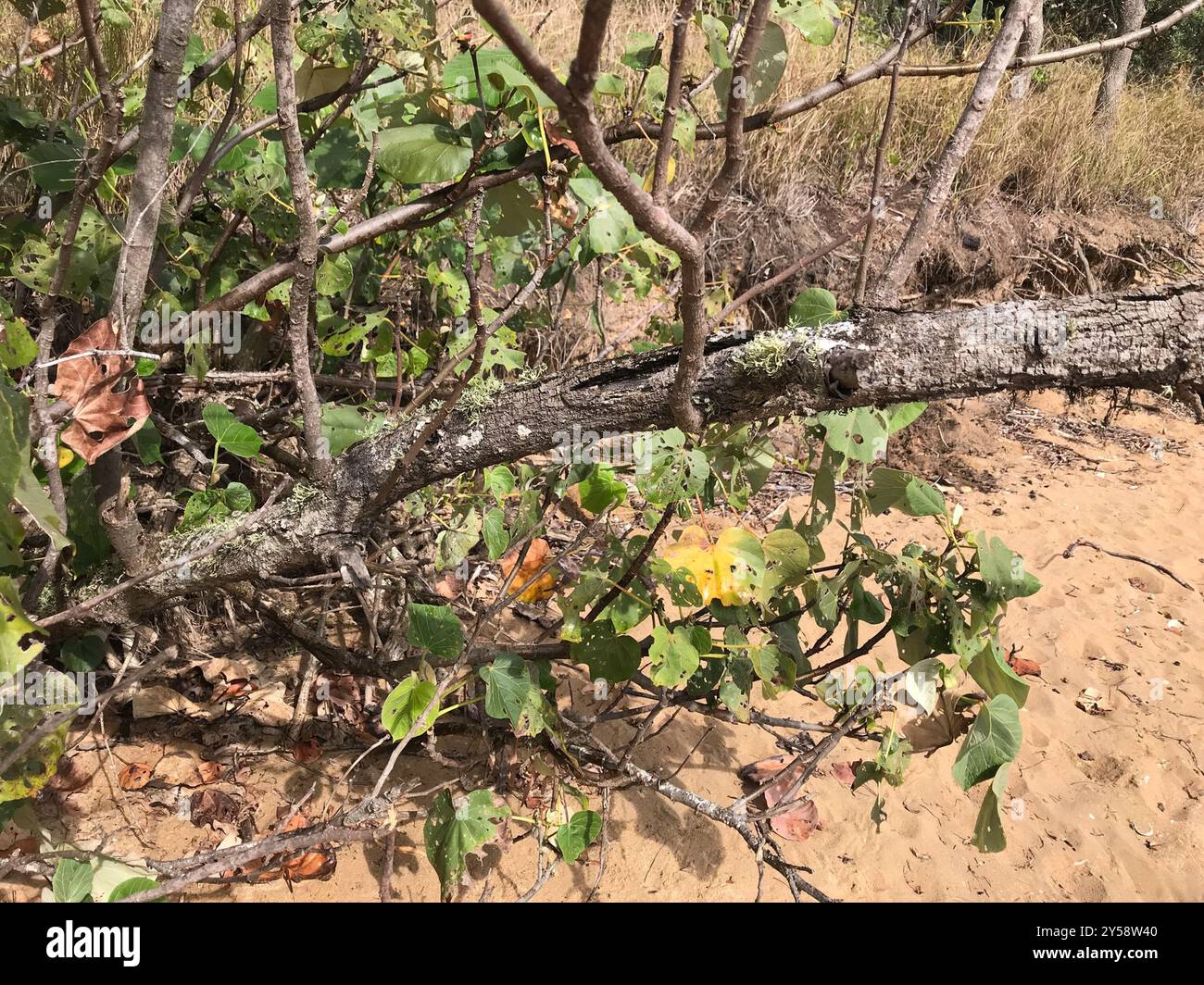 bushy lichens, sea-fog lichens, and allies (Ramalinaceae) Fungi Stock ...