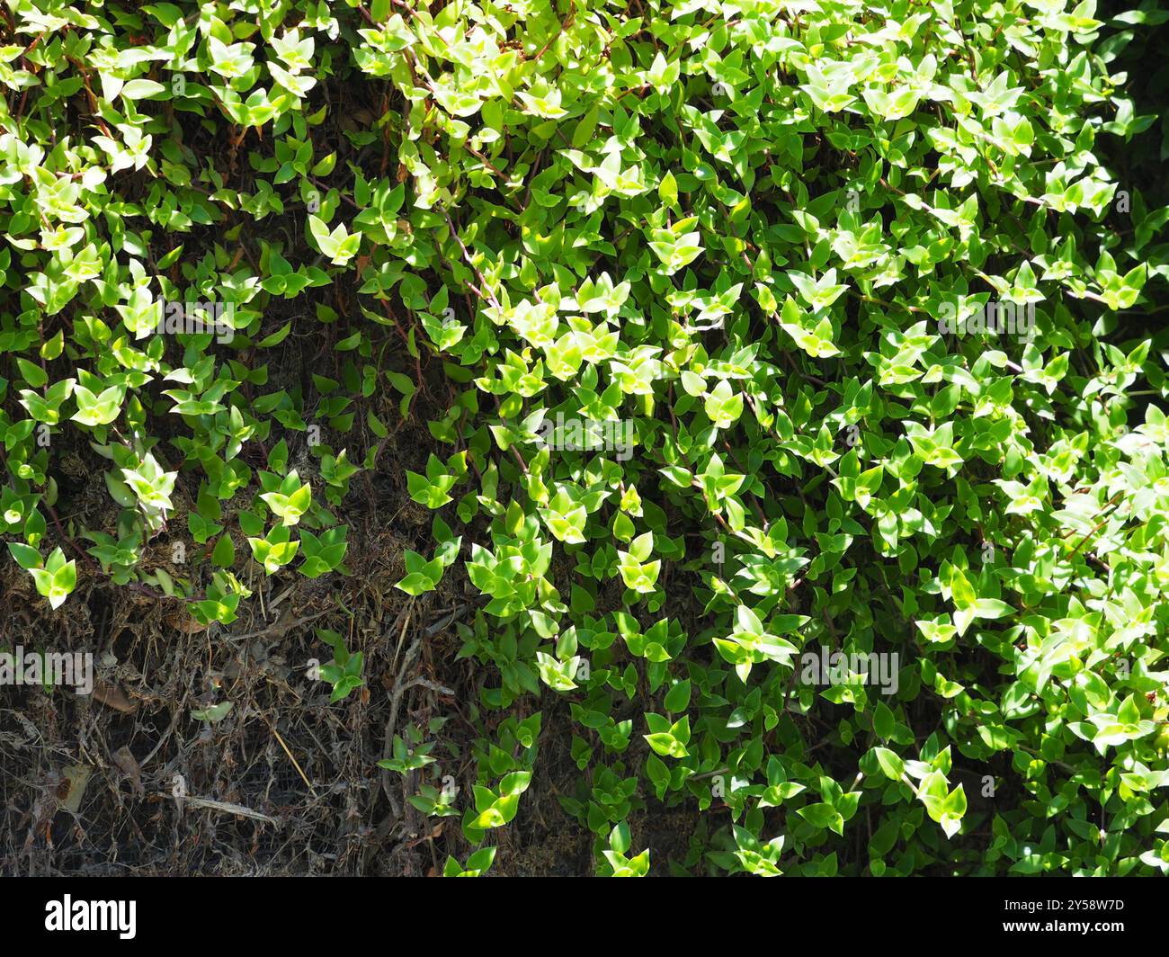 Turtle Vine (Callisia repens) Plantae Stock Photo - Alamy