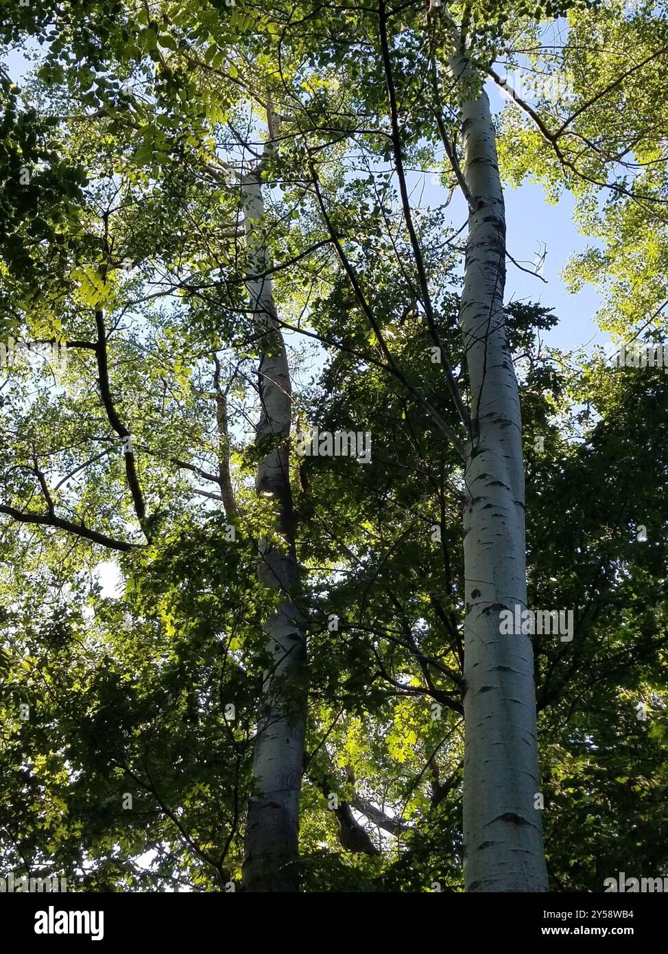 trembling aspen (Populus tremuloides) Plantae Stock Photo - Alamy
