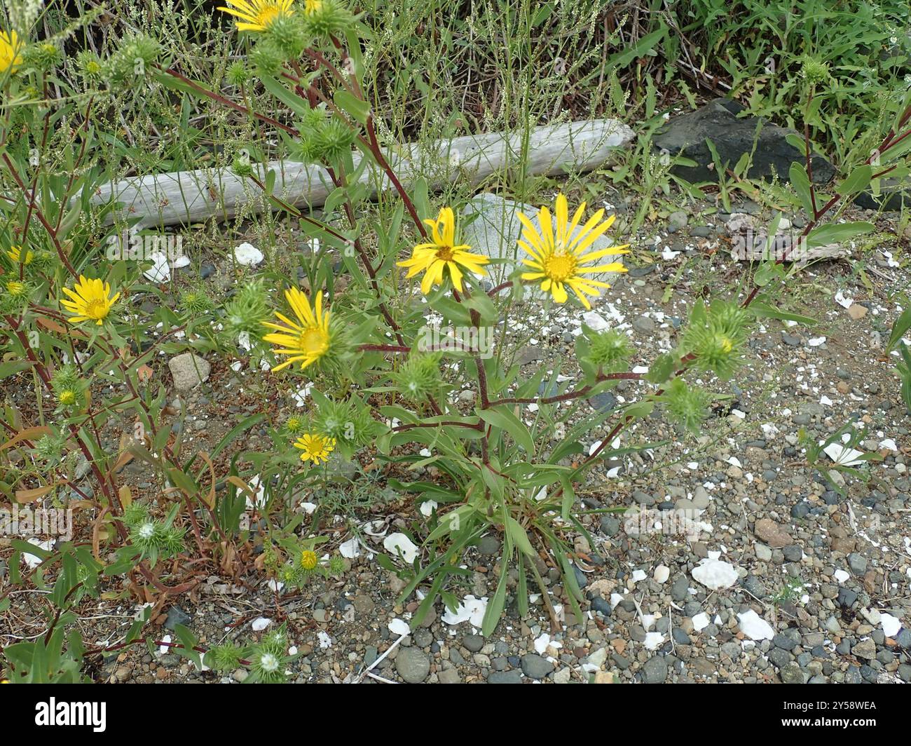 Oregon Gumplant (Grindelia stricta) Plantae Stock Photo - Alamy