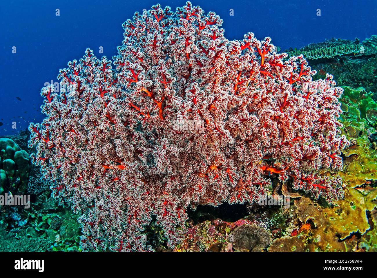 Open polyps hi-res stock photography and images - Alamy
