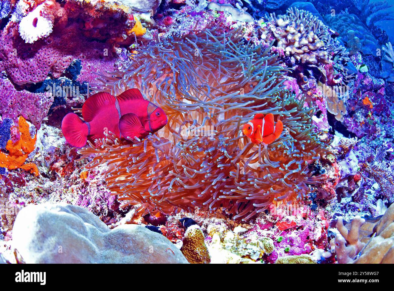 Visit sulawesi hi-res stock photography and images - Alamy