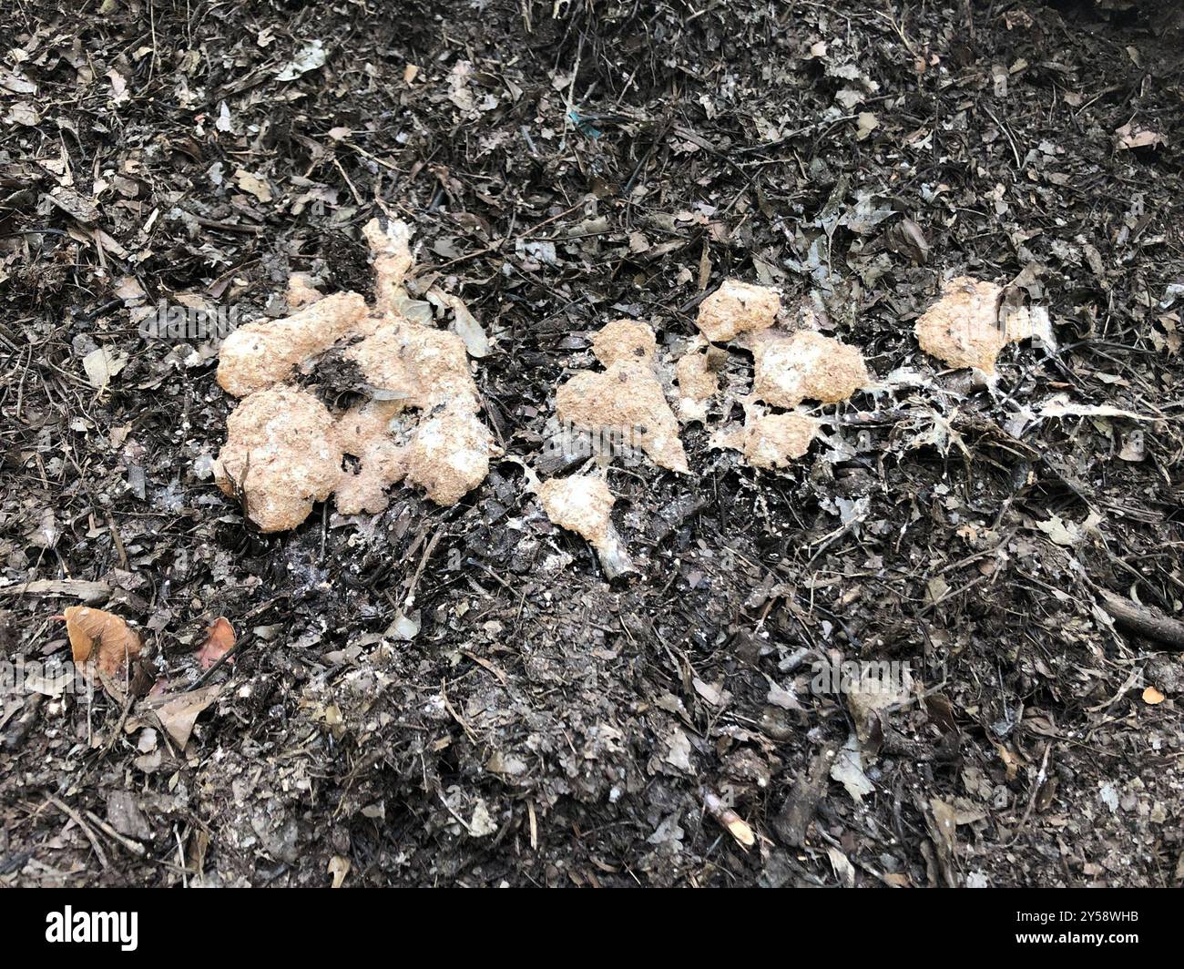True slime molds hi-res stock photography and images - Alamy