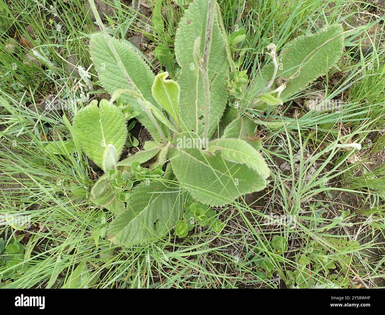 Bristle African Thistle (Berkheya setifera) Plantae Stock Photo - Alamy
