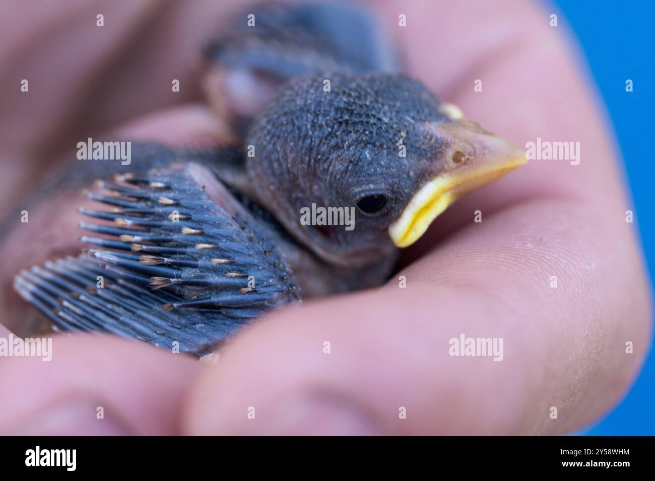 Nest in a falling tree hi-res stock photography and images - Alamy