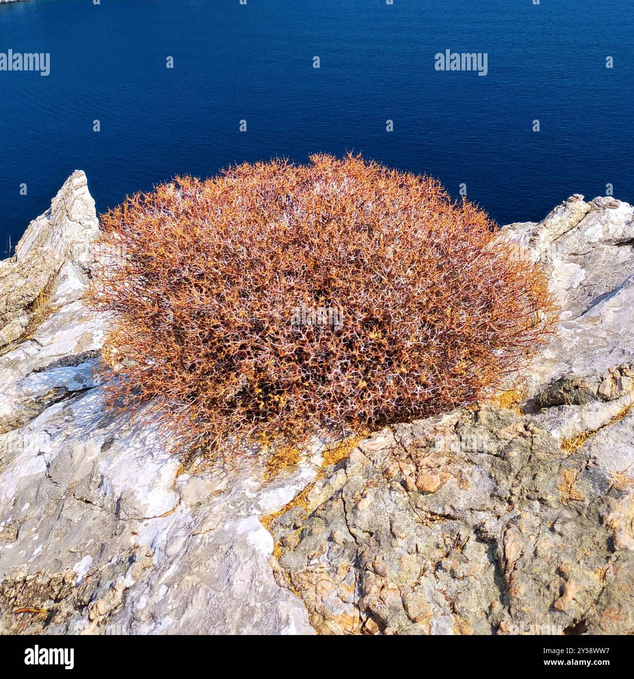 Spiny Burnet (Sarcopoterium spinosum) Plantae Stock Photo - Alamy
