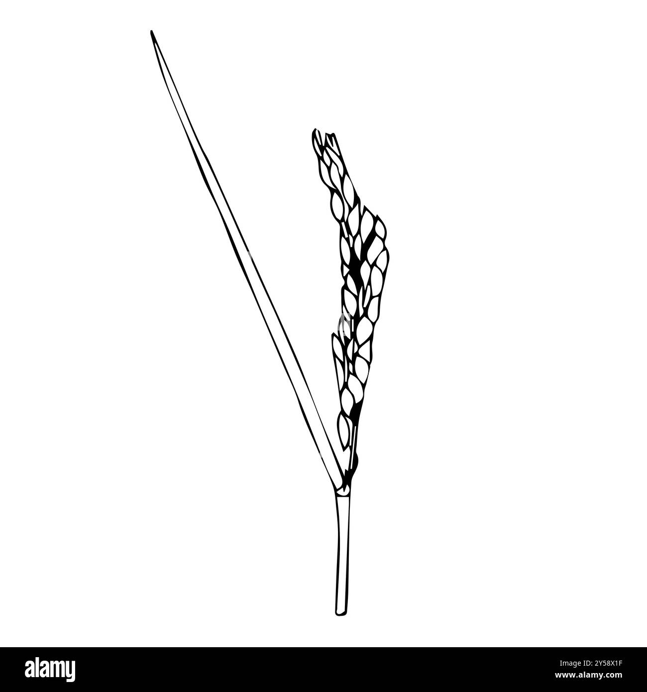 Rice ear in doodle style. Vector illustration isolated on white ...