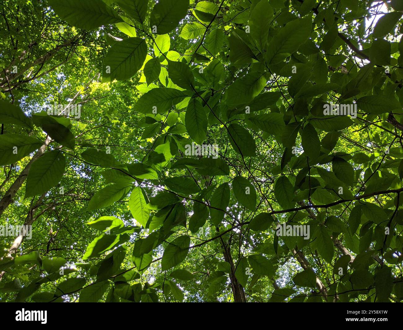 Cucumber-tree (Magnolia acuminata) Plantae Stock Photo - Alamy