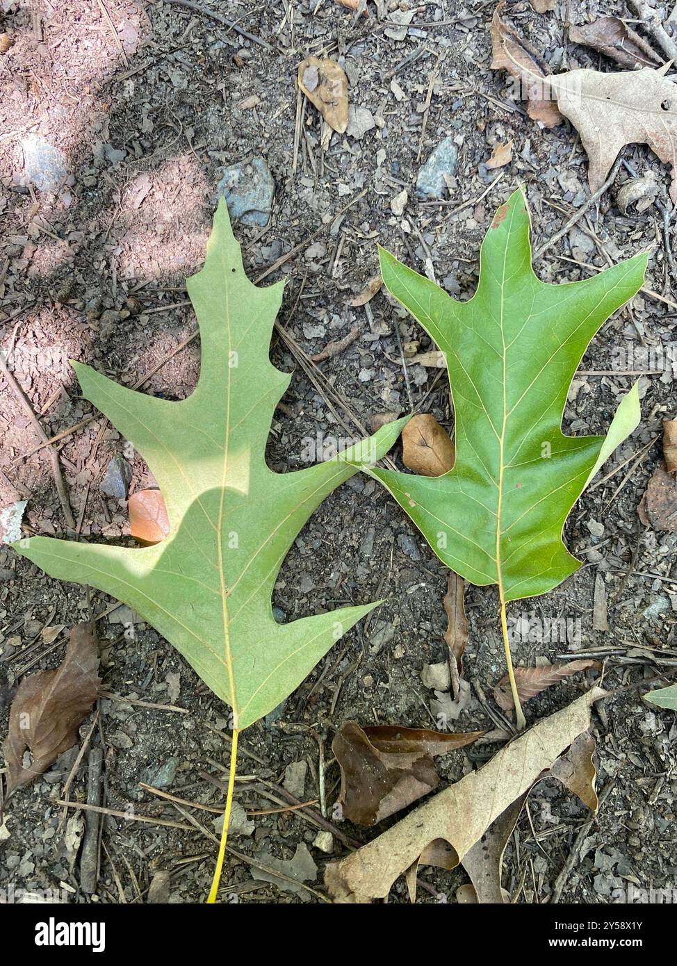 cherrybark oak (Quercus pagoda) Plantae Stock Photo - Alamy