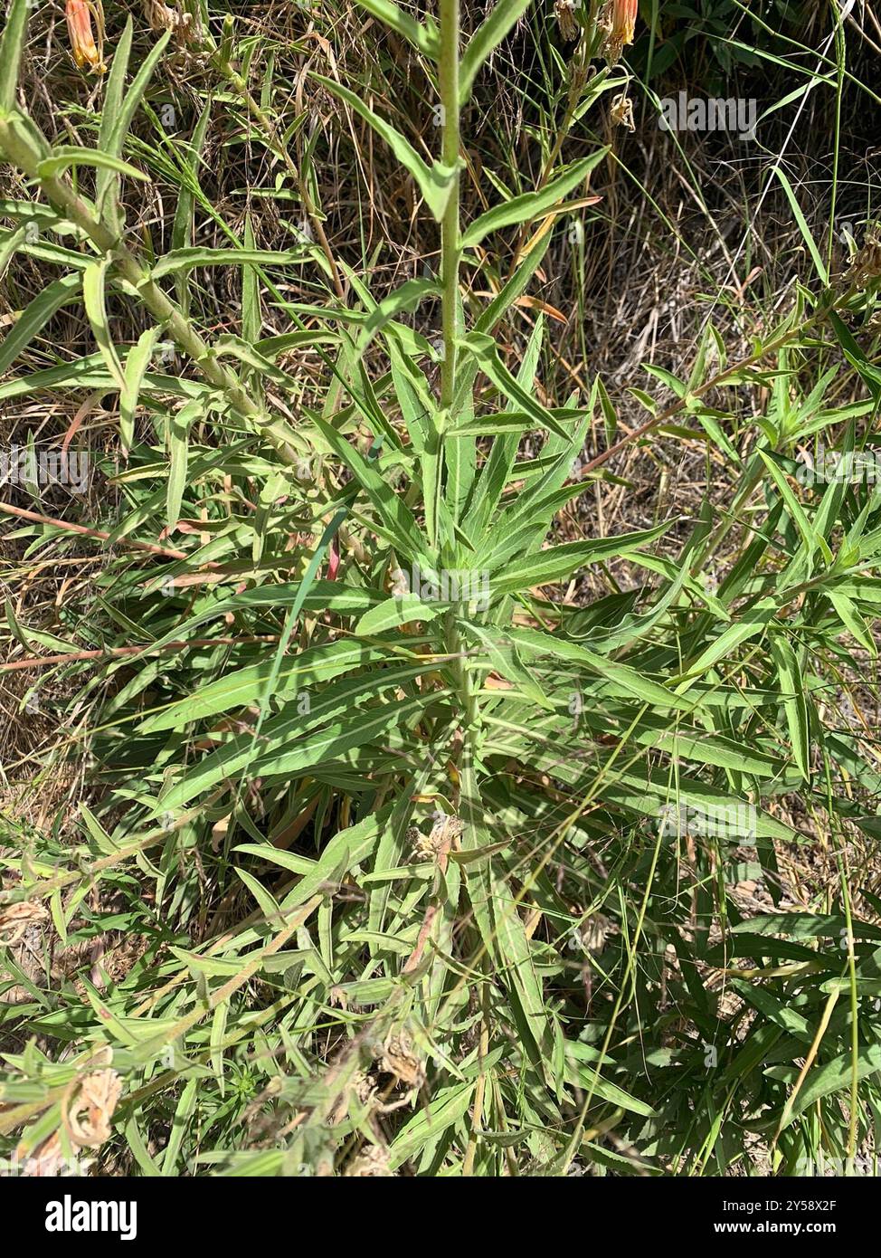 tall evening primrose (Oenothera elata) Plantae Stock Photo - Alamy