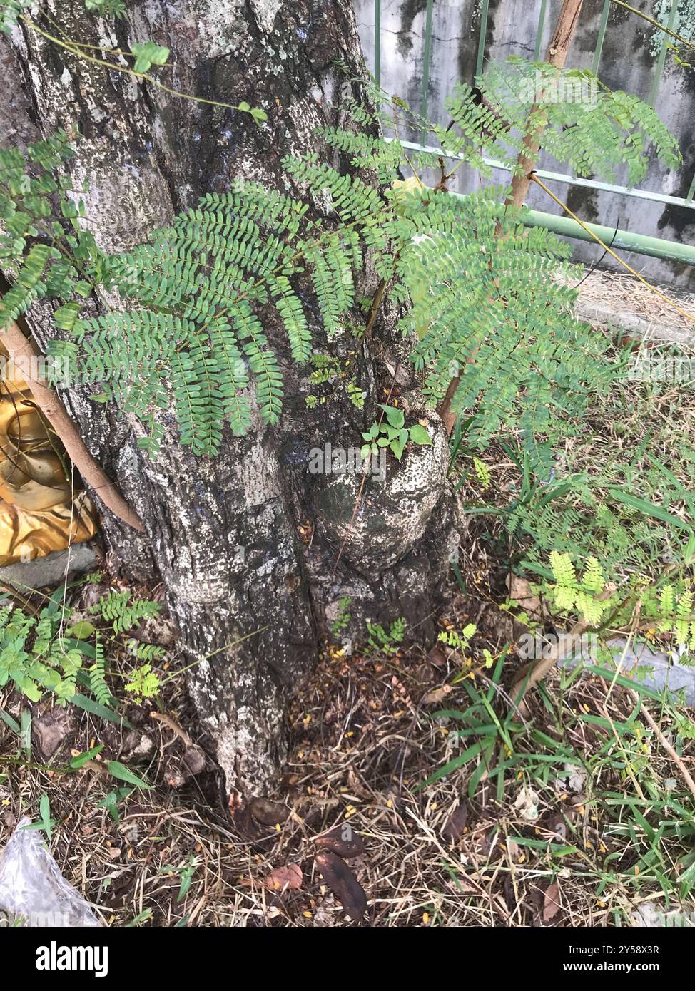 Yellow Flame Tree (Peltophorum pterocarpum) Plantae Stock Photo - Alamy