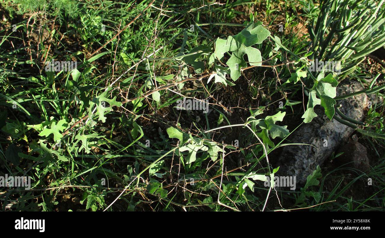 Cucumber Bushpumpkin (Coccinia rehmannii) Plantae Stock Photo - Alamy
