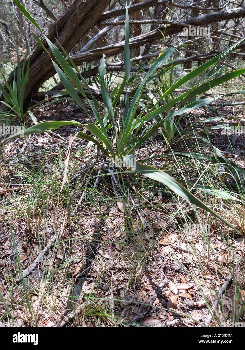 Twisted-leaf Yucca (Yucca rupicola) Plantae Stock Photo - Alamy