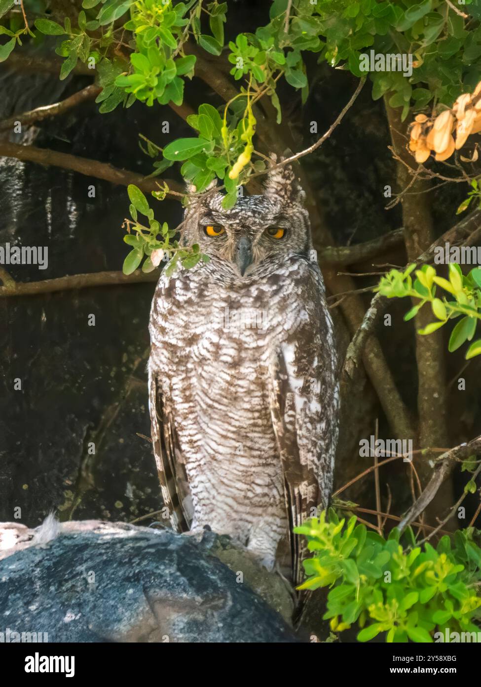 A spotted eagle owl (Bubo africanus), photographed in the Serengeti ...