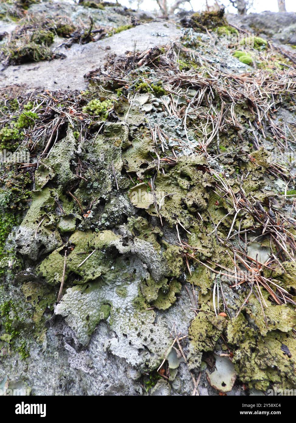(Lasallia pustulata) Fungi Stock Photo - Alamy