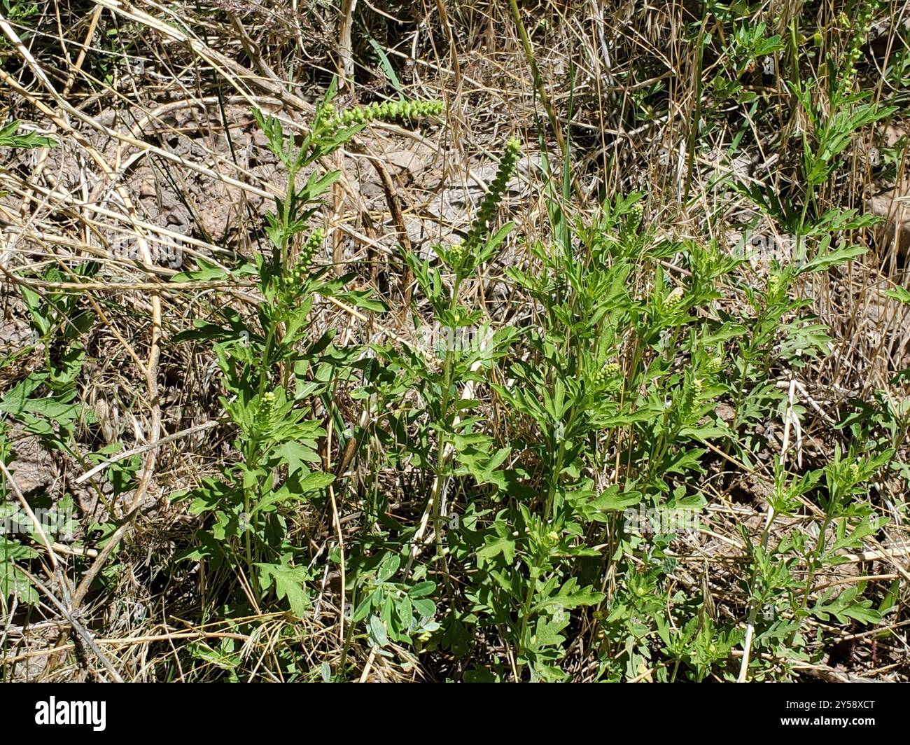 western ragweed (Ambrosia psilostachya) Plantae Stock Photo - Alamy