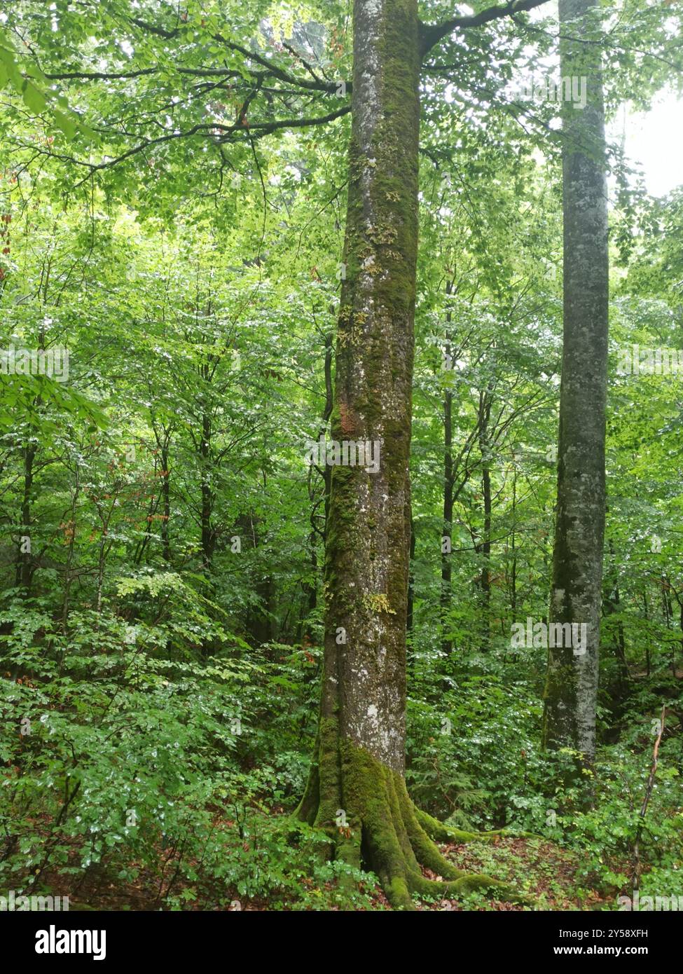 Tree Lungwort (Lobaria pulmonaria) Fungi Stock Photo - Alamy