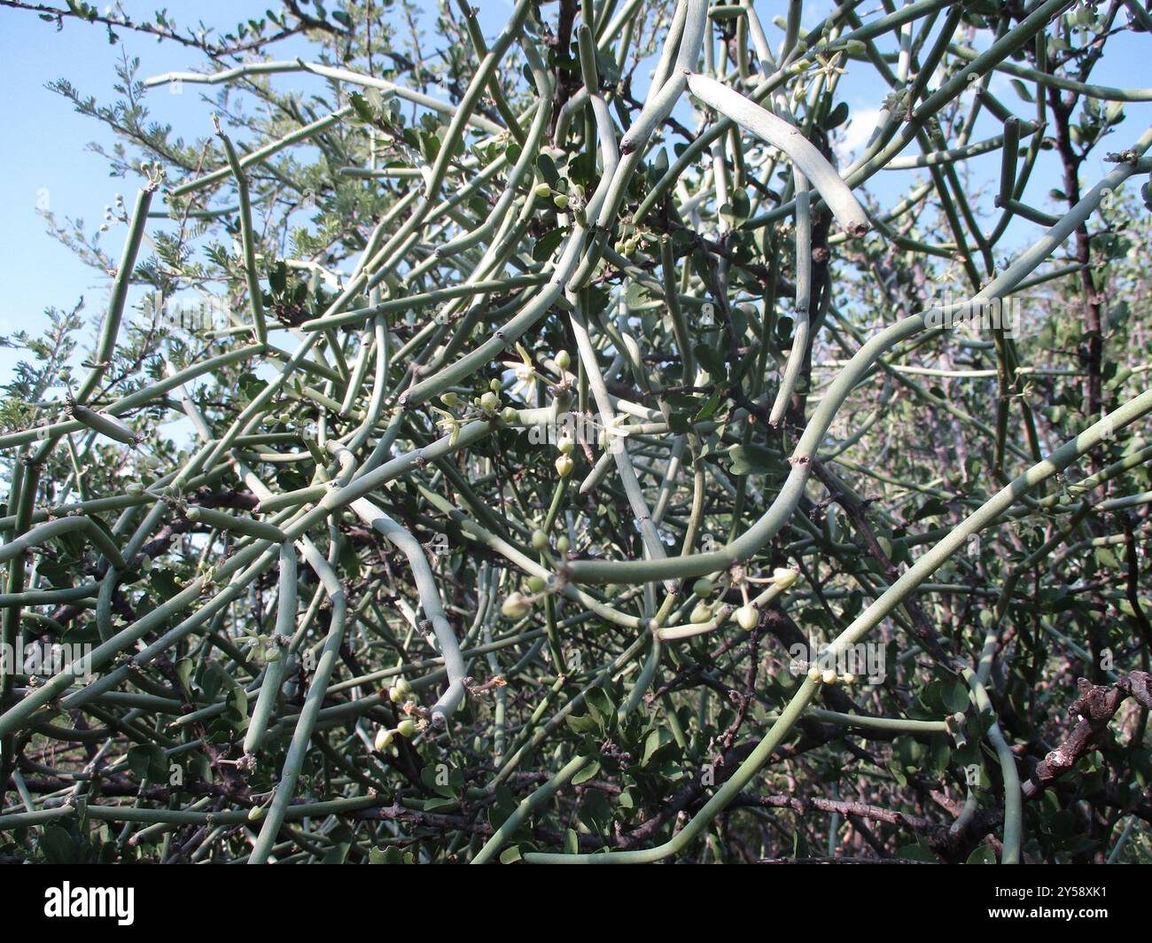 Caustic Vine (Cynanchum viminale) Plantae Stock Photo - Alamy