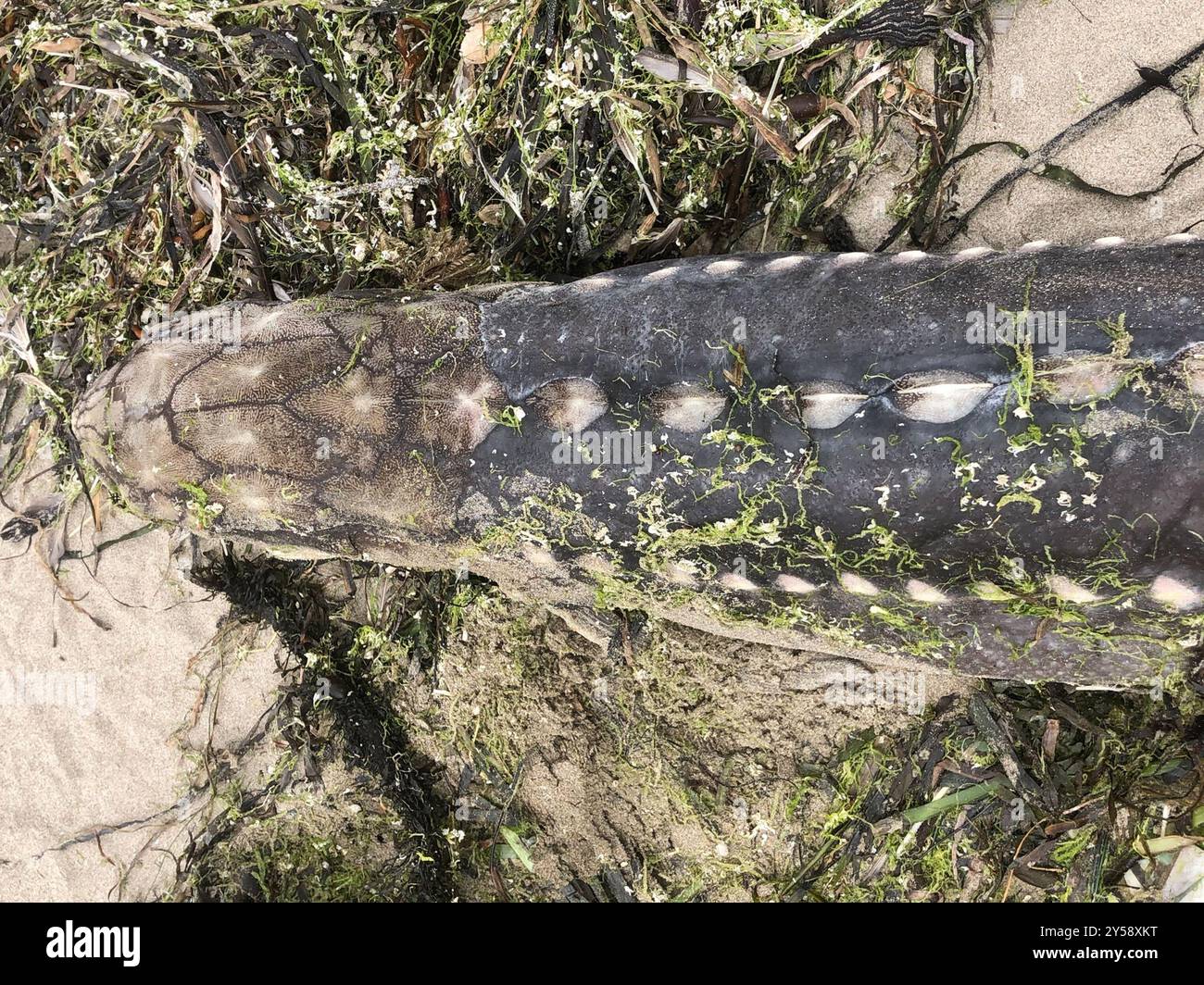 White Sturgeon (Acipenser transmontanus) Actinopterygii Stock Photo - Alamy