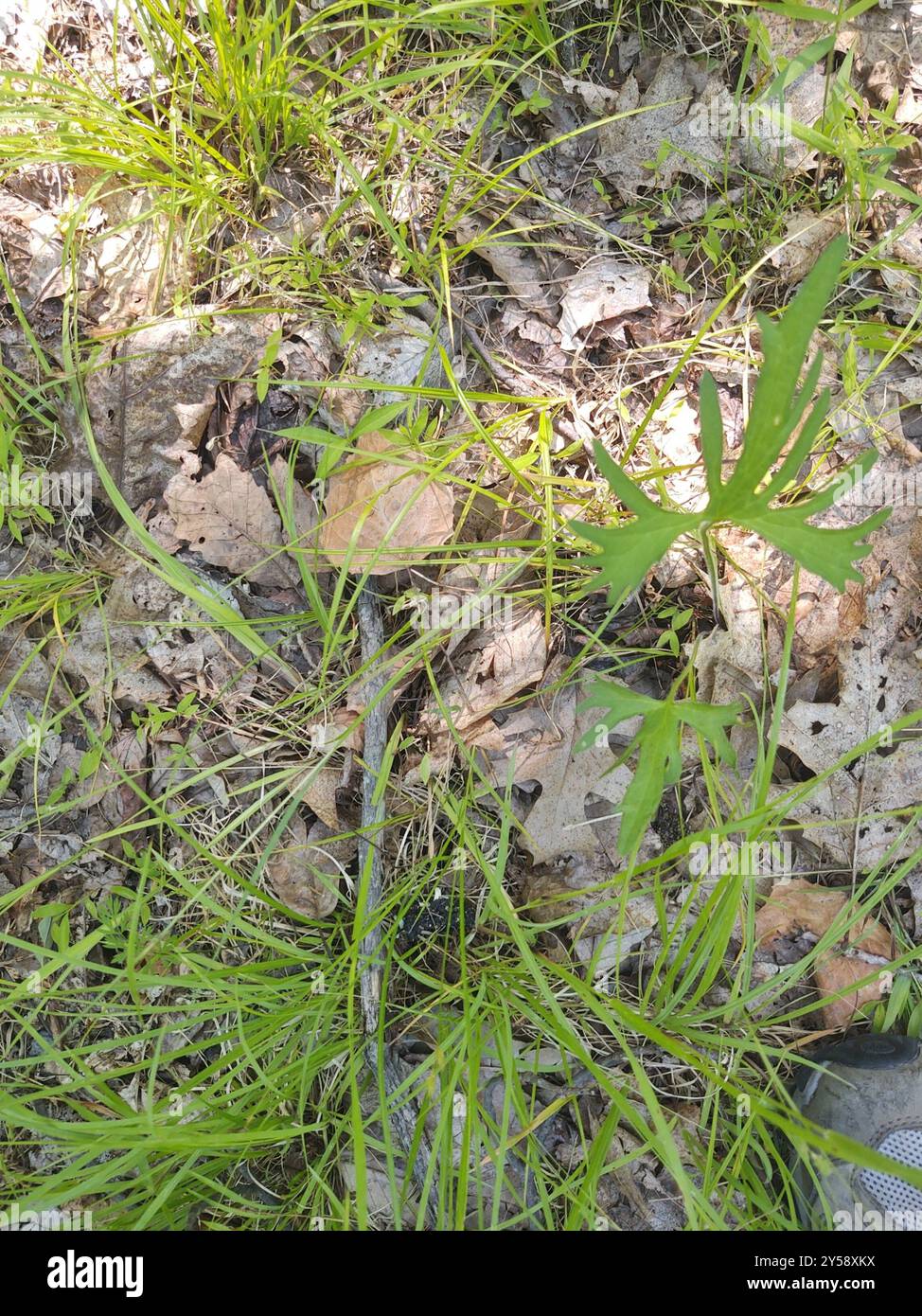 three-lobed violet (Viola palmata) Plantae Stock Photo - Alamy