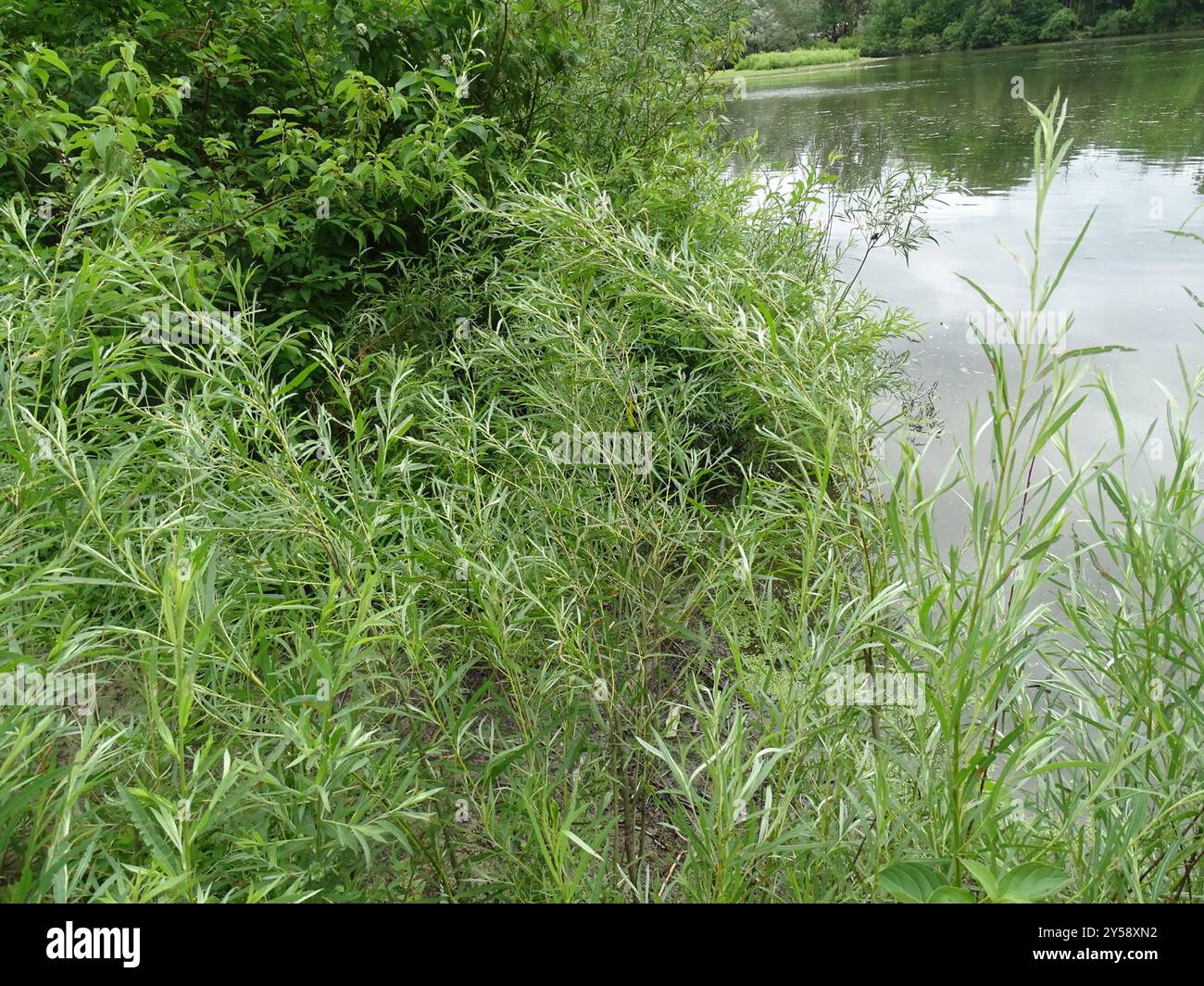 interior sandbar willow (Salix interior) Plantae Stock Photo - Alamy