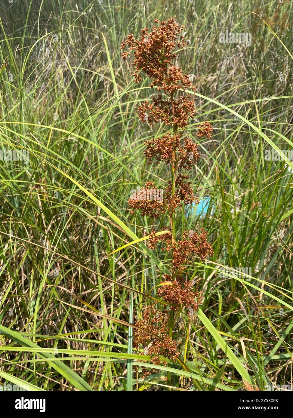 Jamaica swamp sawgrass (Cladium mariscus jamaicense) Plantae Stock ...