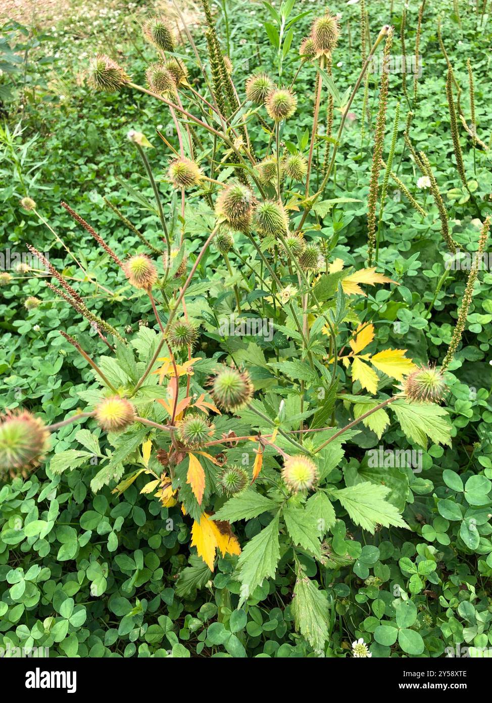 Yellow Avens (Geum aleppicum) Plantae Stock Photo - Alamy