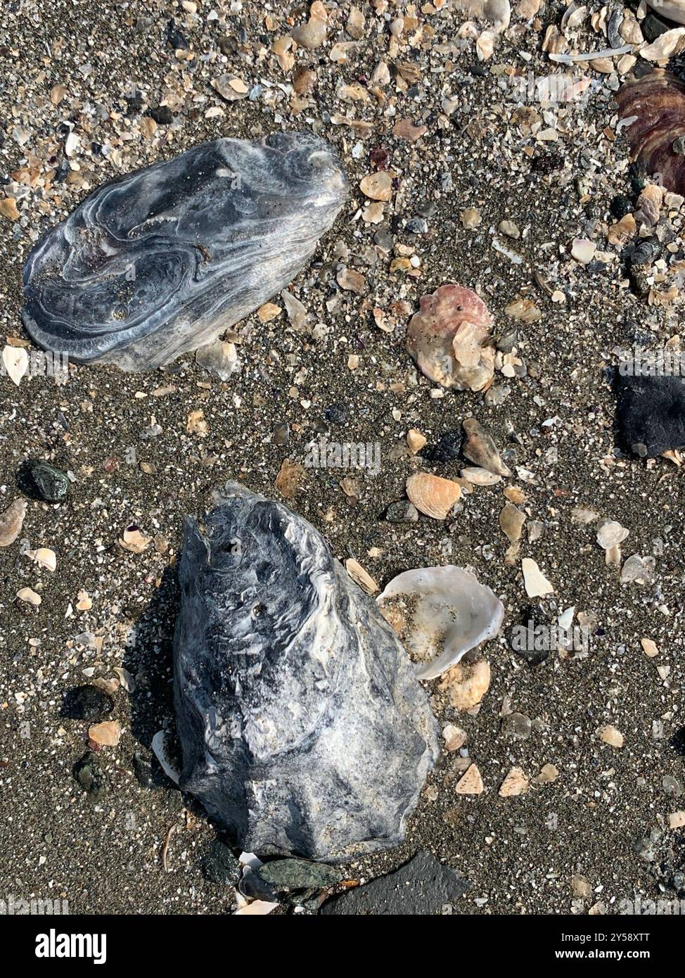 Pacific Oyster (Magallana gigas) Mollusca Stock Photo - Alamy