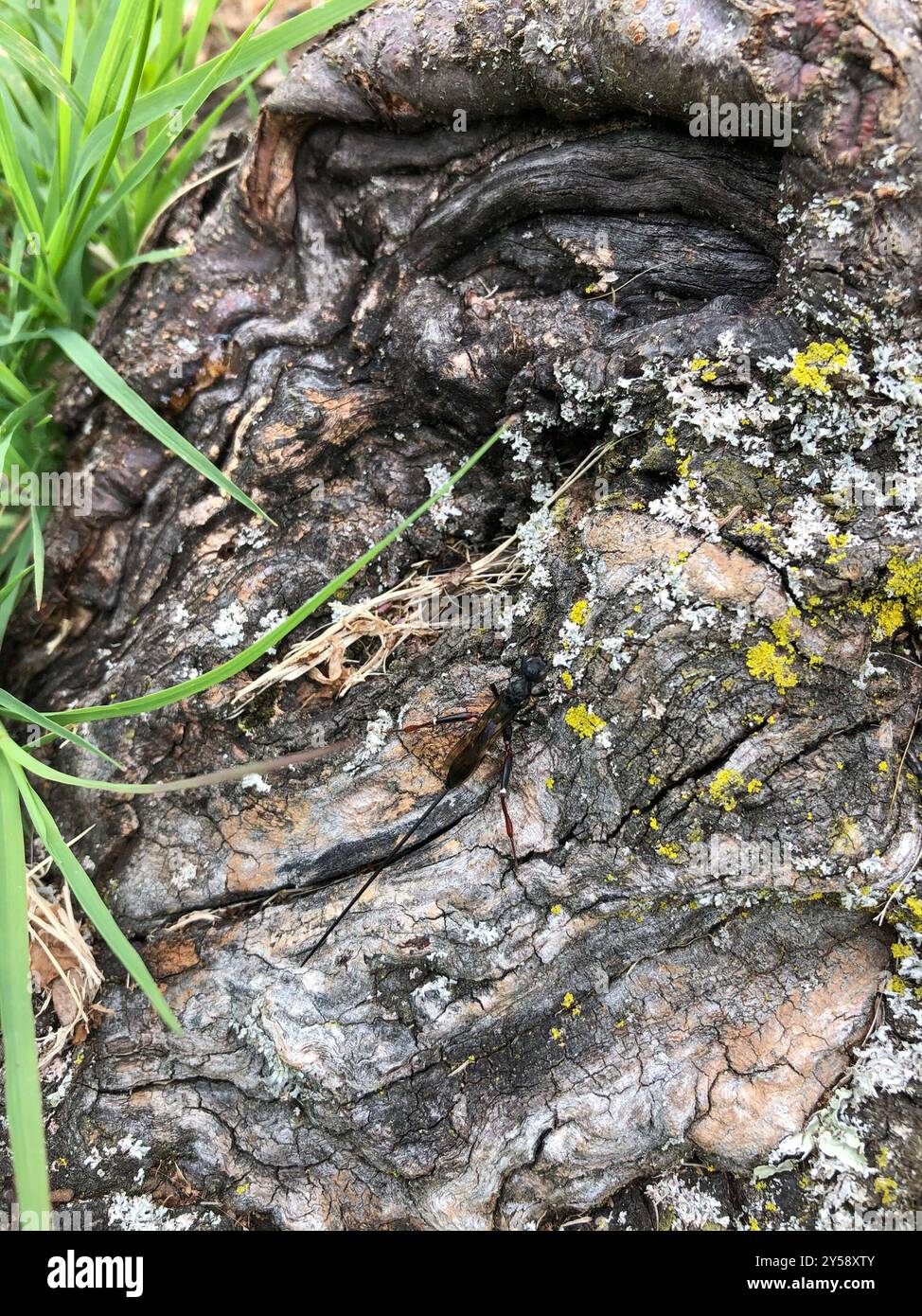 Crown wasps hi-res stock photography and images - Alamy