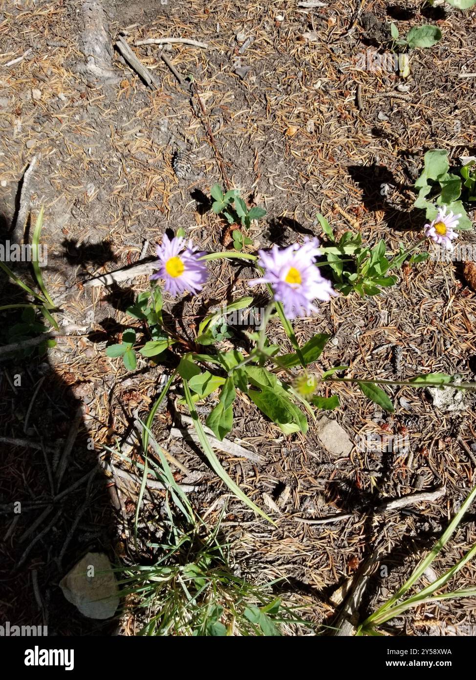 Subalpine Fleabane (Erigeron glacialis) Plantae Stock Photo - Alamy