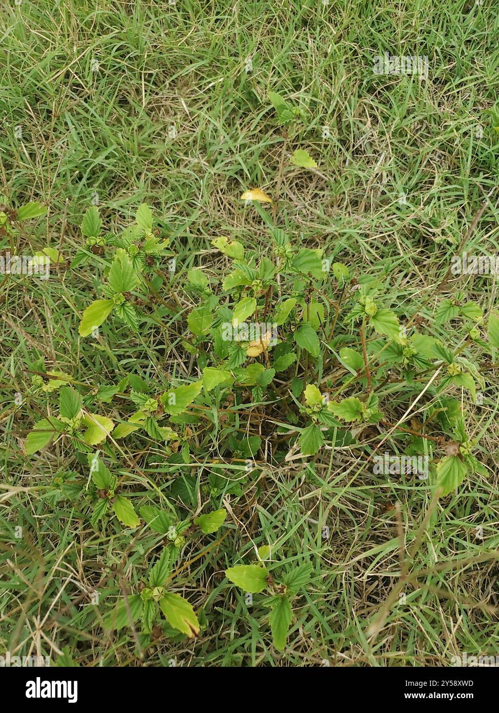 three-lobe false mallow (Malvastrum coromandelianum) Plantae Stock ...