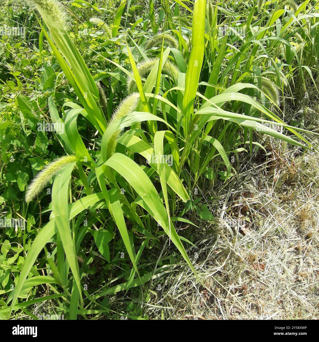 Green Bristle Grass (Setaria viridis) Plantae Stock Photo - Alamy