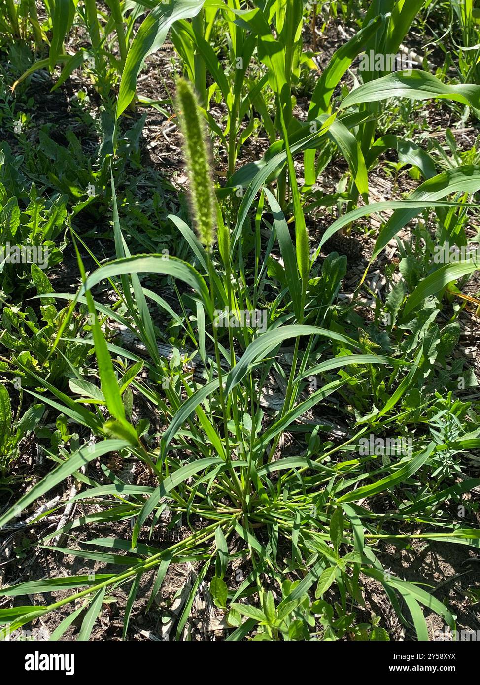 Green Bristle Grass (Setaria viridis) Plantae Stock Photo - Alamy