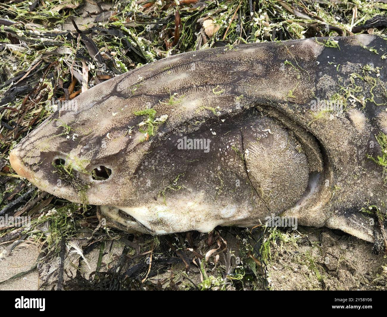 White Sturgeon (Acipenser transmontanus) Actinopterygii Stock Photo - Alamy