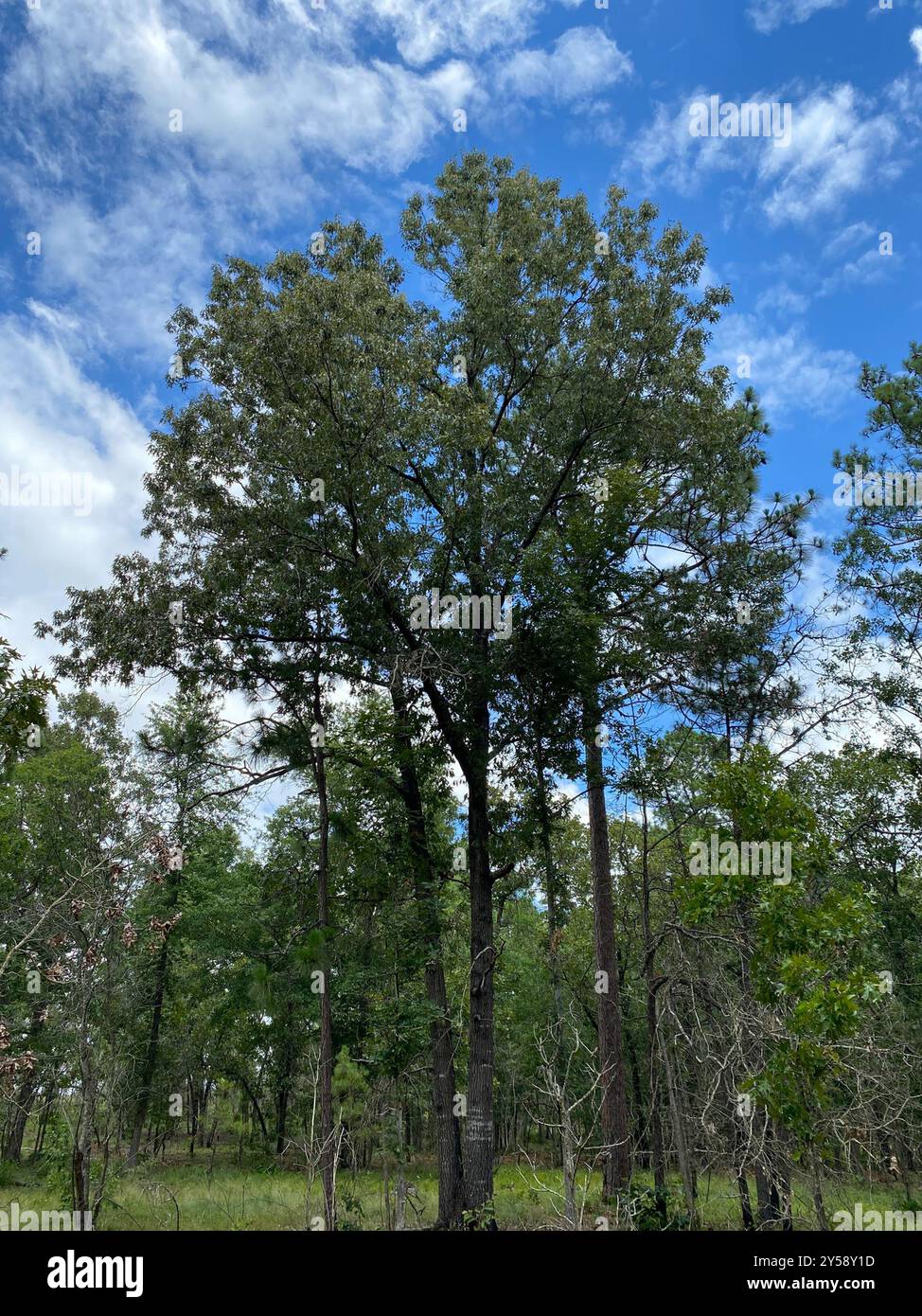 southern red oak (Quercus falcata) Plantae Stock Photo - Alamy