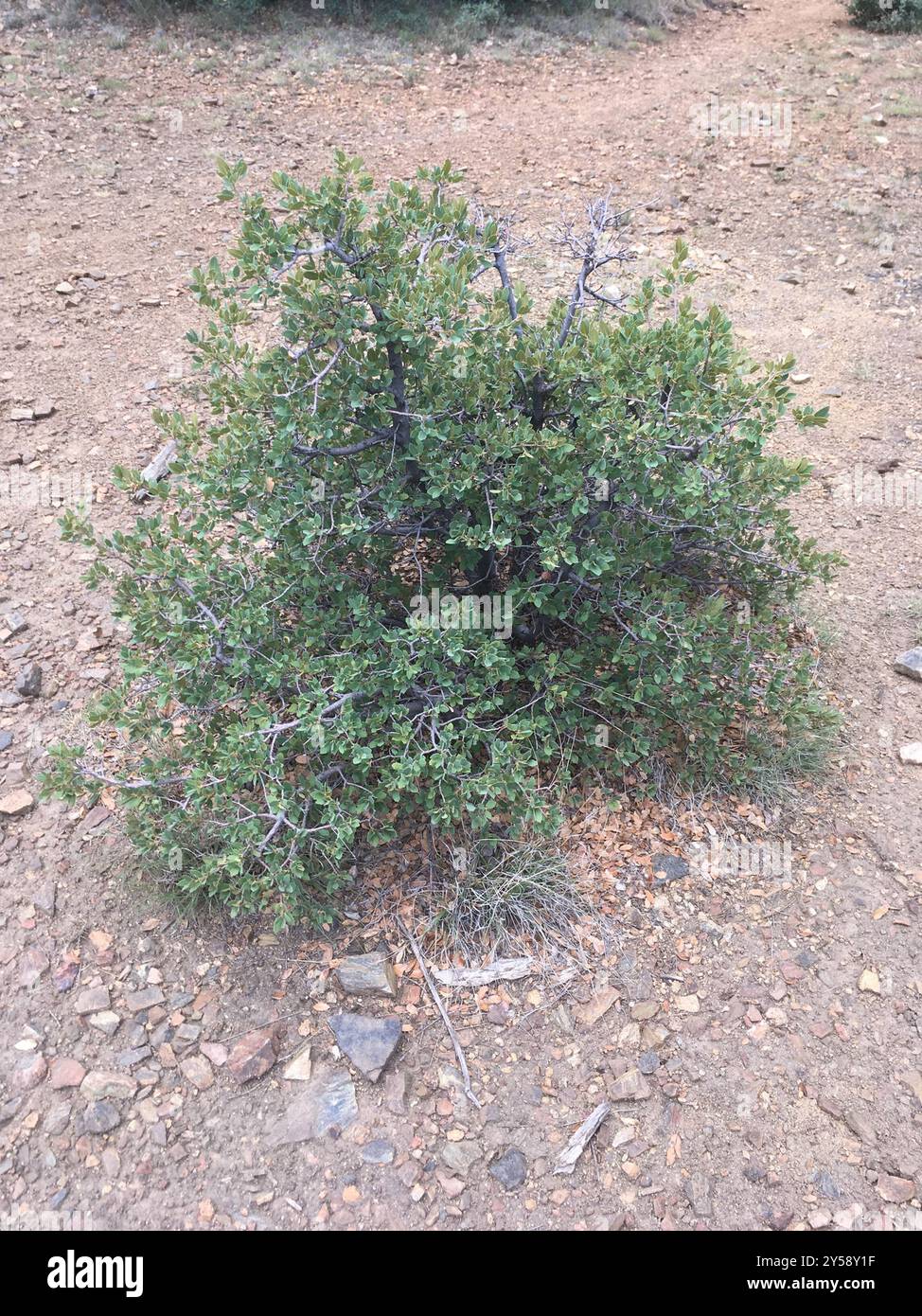 Sonoran scrub oak (Quercus turbinella) Plantae Stock Photo - Alamy